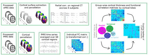 Workflow Diagram Of The Cortical Networks Construction On Processed Download Scientific