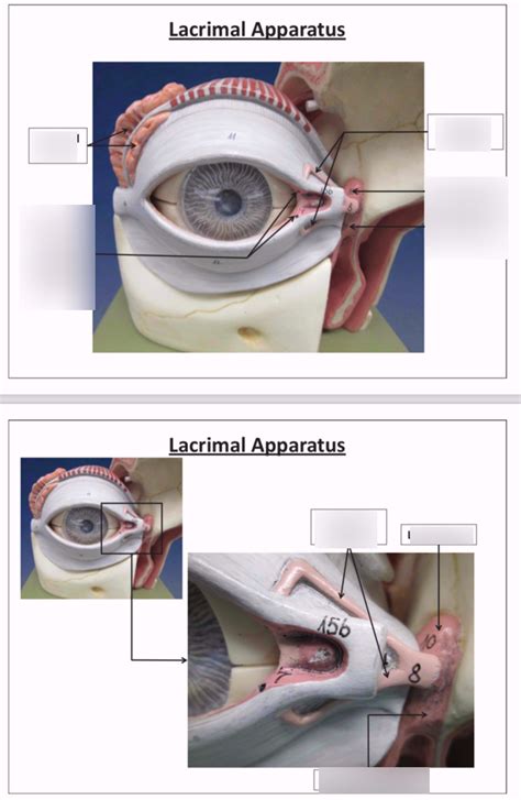 Lacrimal Apparatus Eye Model
