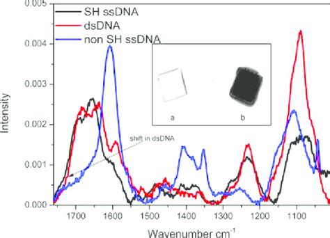 Pm Irras Spectra Of Hs Ssdna Black Dsdna Red And Nonthiolated