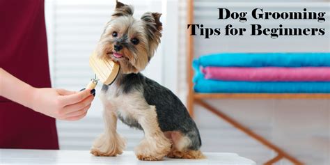 12 Dog Grooming Tips For Beginners Salonist Blog