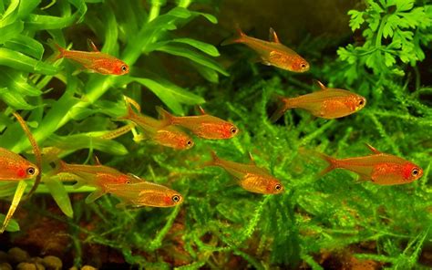 Will Neon And Ember Tetras School Or Clash Expert Advice