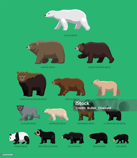 Vetores De Tamanhos De Urso Comparações Laterais Gráfico Cartoon Vector Ilustração E Mais