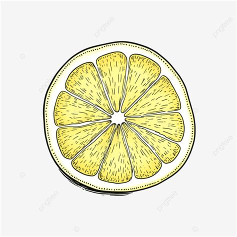 خربش خطي نصف ليمونة الخضروات الحمضيات ليمون Png صورة للتحميل مجانا
