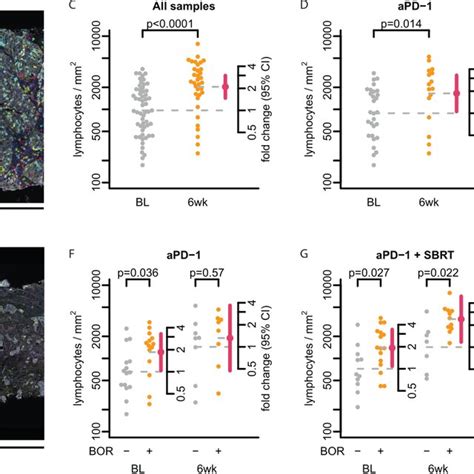 Quantification Of Hla A B C And Lymphocyte Subsets In Biopsies Obtained Download Scientific
