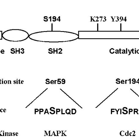 Potential Sites Of Mitotic Serine Phosphorylation In The Lck Sequence Download Scientific