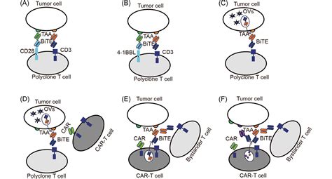 Cd3‐t‐cell‐engager Tce Therapies To Overcome Solid Tumors Beyond