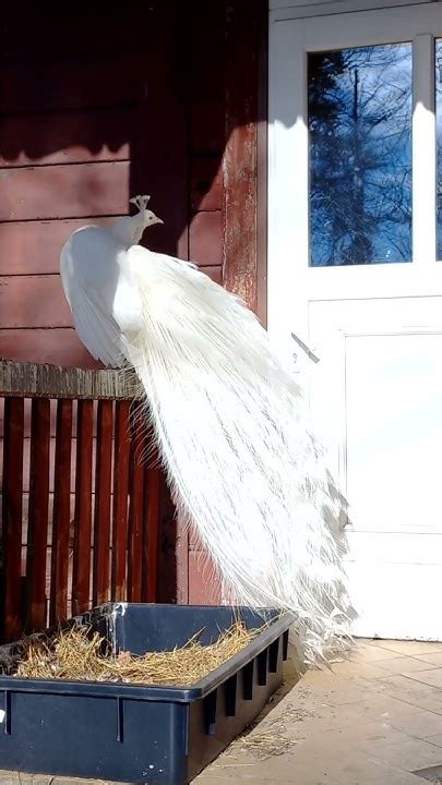 Білий павич вперше бачу дивовижної краси пташку Youtube