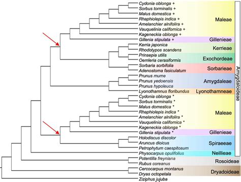 The Most Parsimonious Tree From The Grampa Analysis Which Is A Download Scientific Diagram
