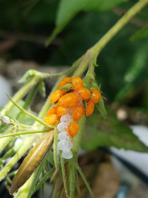 18 Tiny Yellow Bugs You May Encounter With Pictures