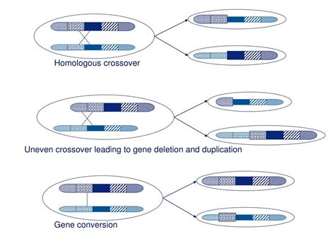 Ppt Evolution Of Proteins And Genomes Select Subset Of Slides Powerpoint Presentation Id6612603