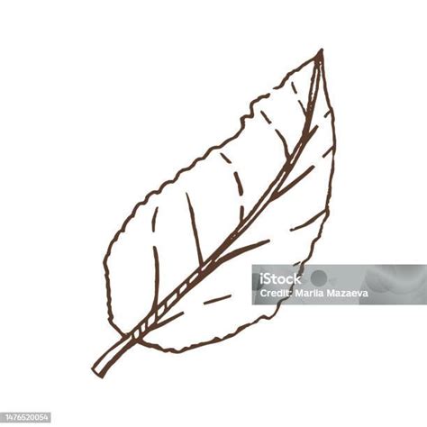 손으로 그린 나뭇잎 스케치 빈티지 그림 낙서 라벨 포장 및 엽서 디자인을위한 요소 건설 프레임에 대한 스톡 벡터 아트 및 기타 이미지 건설 프레임 검은색 과거