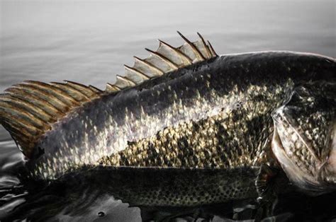 Bass Brigade The Markings Of A Predator The Pattern Of