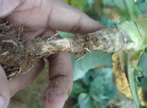 Common Cabbage Diseases And How To Control Them Toagriculture