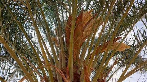 گل دهی درختان خرما در شهرستان خوروبیابانک فیلم