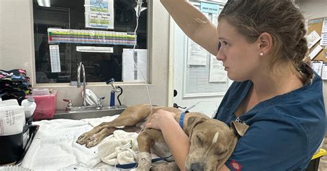 Así Puedes Pedir La Nueva Ayuda Para La Asistencia De Veterinario Gratis Infobae Así Puedes Pedir La Nueva Ayuda Para La Asistencia De Veterinario Gratis Infobae