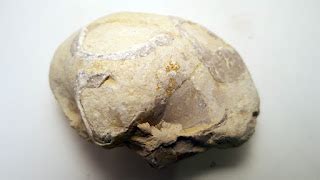 Esoterizona Fossil Hunting In The Texas Hill Country