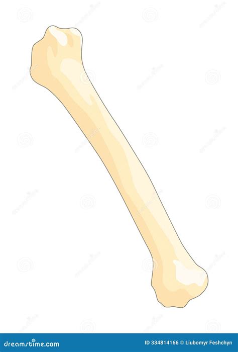 Bones Type Skeleton Educational Anatomical Diagram Element Bone