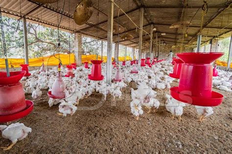 Poultry Farm थोड़ी सी लागत और कमाएं चार गुना मुनाफा 2024 Latest
