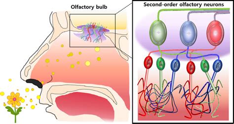 Artificial Olfactory Sensor Technology That Mimics The Olfactory