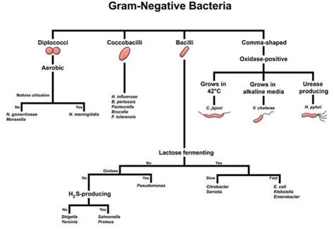 Biology Notes Gram Negative Bacteria Are Bacteria That