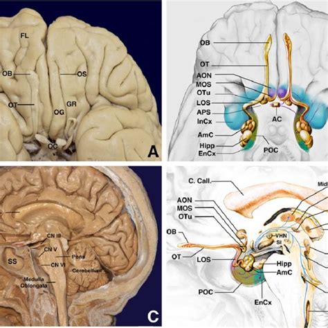 Pdf Anatomy Of The Olfactory Nerve A Comprehensive Review With