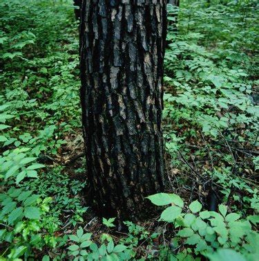 Difference Between The Bark On Ash Oak Trees Ehow