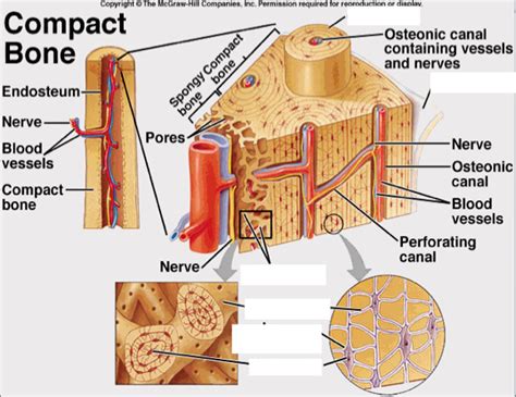 Osteon Diagram Unlabeled