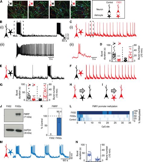 Astrocytes Mediate Cell Non Autonomous Correction Of Aberrant Firing In Human Fxs Neurons Cell