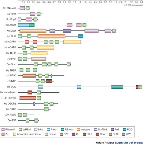 Domain Structures Of Dsrbm Proteinsrepresentative Download