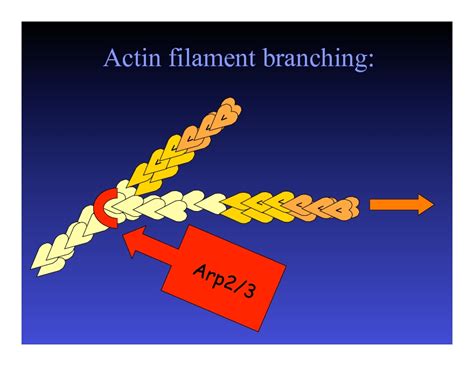 Introduction To Polymerization Kinetics