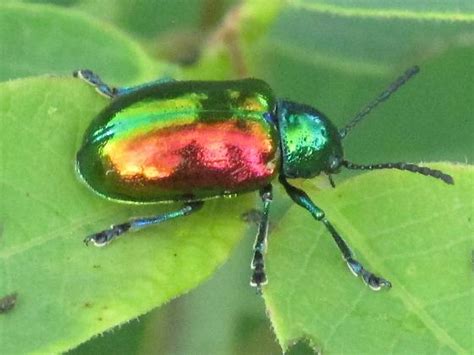 Chrysochus Auratus Bugguide Net