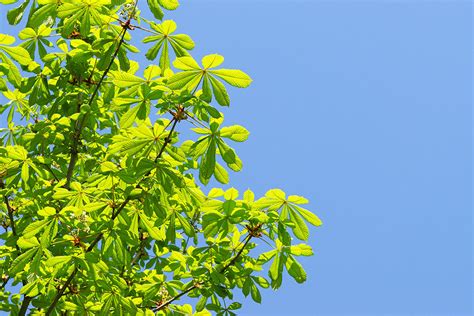 Pflanzen Als Schattenspender Im Garten Mein Bau