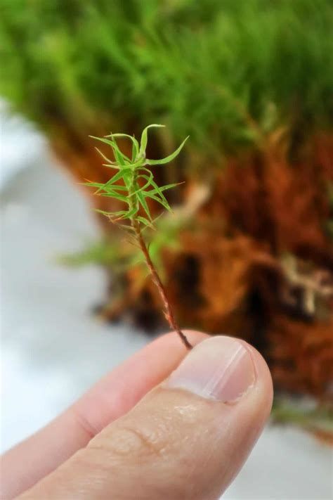 How To Grow Haircap Moss Polytrichum Commune Care Guide Terrarium