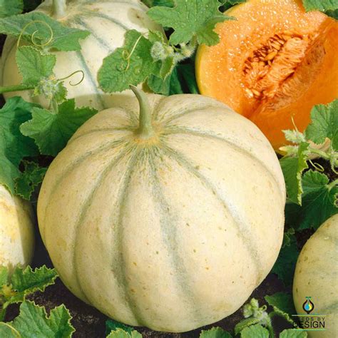 Melon Charentais