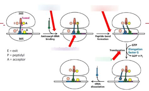 Diagram Of Antibacterials 2 Drugs Interfering With Protein Synthesis Quizlet