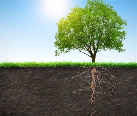 When To Stake A Tree When Is It Beneficial When Is It Not