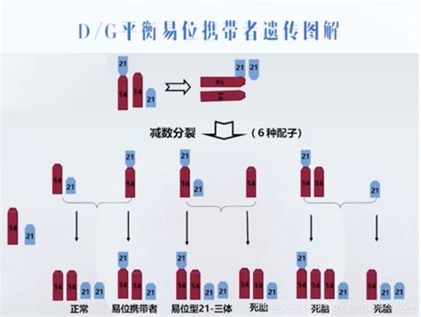 《人类染色体与染色体病》学习笔记为什么x染色质比x染色体少一条 Csdn博客 《人类染色体与染色体病》学习笔记为什么x染色质比x染色体少一条 Csdn博客