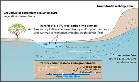 Groundwater Dependent Ecosystems In Arid Zones Can Use Ancient Subterranean Carbon As An Energy