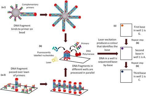 Exome Sequencing How To Understand It Practical Neurology