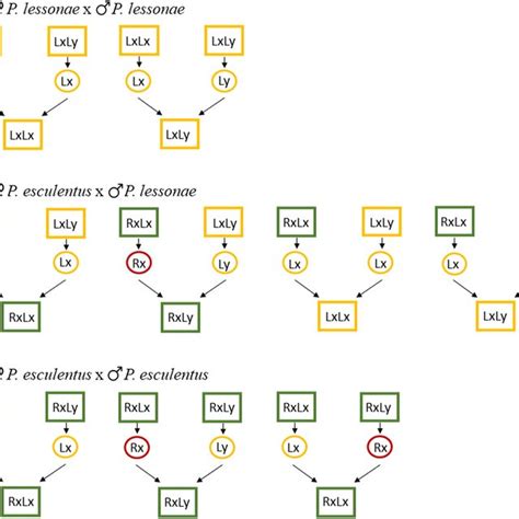 Transmission Of Genomes And Sex Chromosomes By Natural Pairs Of Water