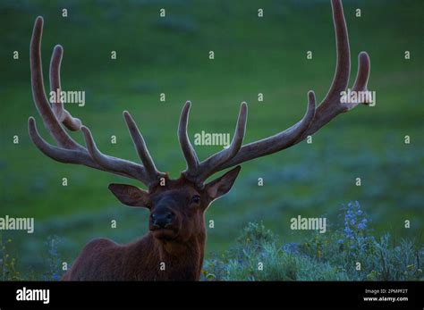 Portrait Of A Bull Elk Cervus Canadensis With Large Antlers Canyon