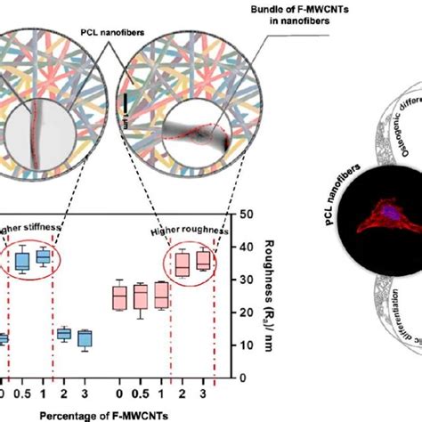 Addition Of Functionalized Multiwalled Carbon Nanotubes F Wmncts Download Scientific Diagram