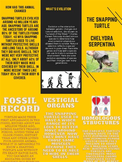 The Snapping Turtle Chelydra Serpentina Pdf Turtle Evolution