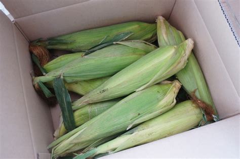 대한민국농수산 초당옥수수 찌는법 나오는 시기 보관법 네이버 블로그