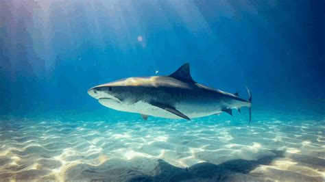 47 cool shark facts that you didn t know meredith plays
