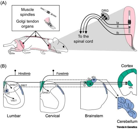 How To Develop Proper Proprioception Biology Diagrams Piper Blake