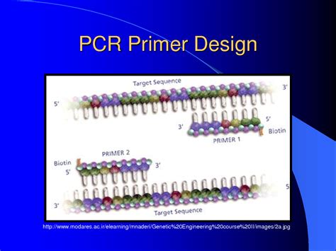 Pcr Primer Characteristics At Brittany Molina Blog