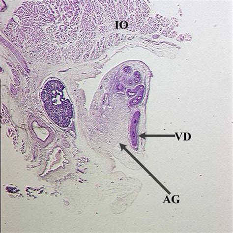Synopsis Of Testicular Descent From Barteczko And Jakob [3] Download Scientific Diagram