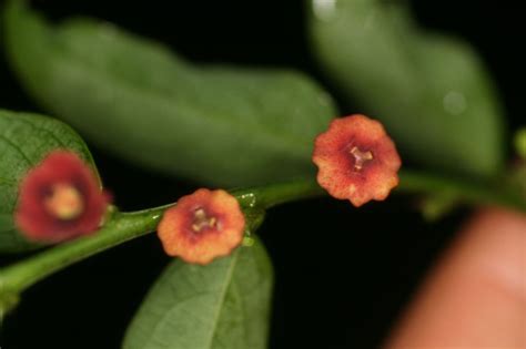 Phyllanthus Phyllanthaceae Phyllanthus Phyllanthaceae