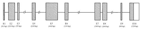 Genomic Structure Of Oy Tes 1 The Orf Is Shown In Shaded Boxes And Download Scientific Diagram